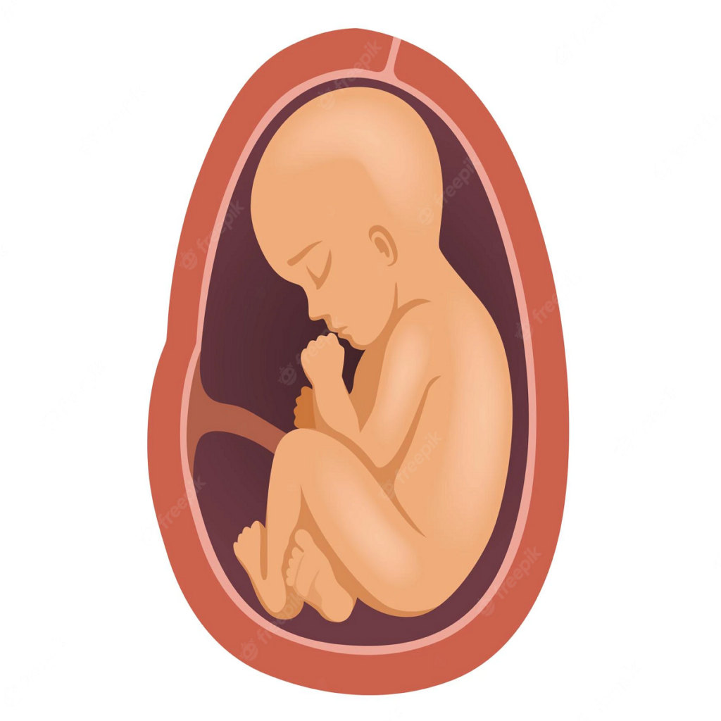 Placental Problems – Women's Clinic BTM – Dr Brunda Channappa